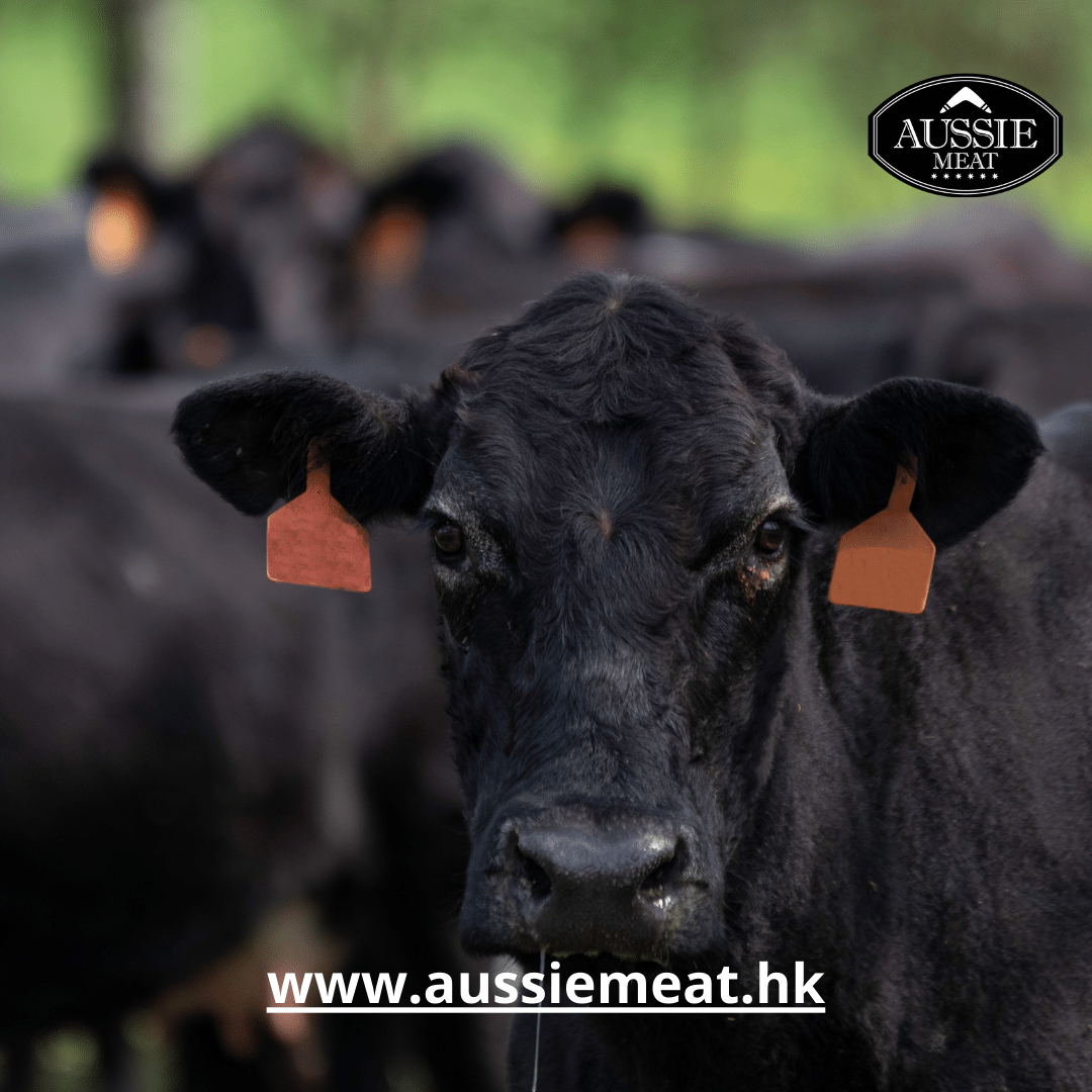 Australian Meat Grading by MSA | Articles & eBooks | Aussie Meat