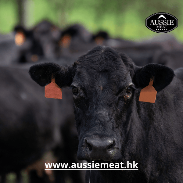 Australian Meat Grading by MSA