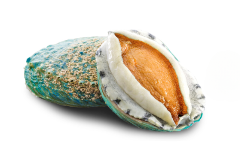 Buy Australian Green Abalone In Shell (1kg, approx 11 pcs) | Aussie Meat