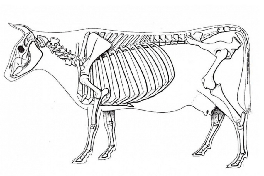 EU Premium Black Angus Beef Bone Marrow (2 Halves Per Pack) | Aussie Meat